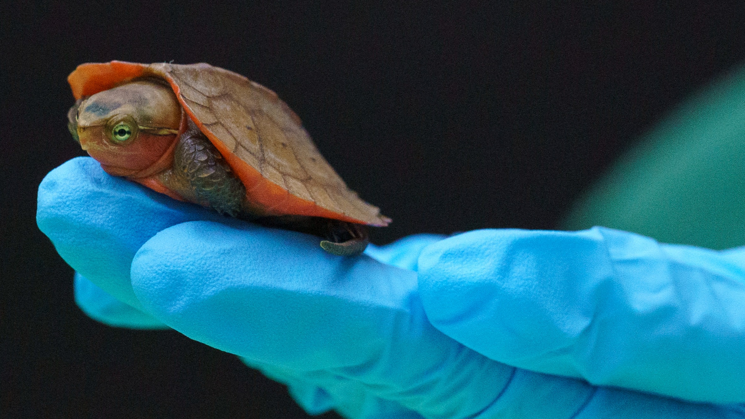 London animals counted in double stocktake at zoo and aquarium | ITV ...