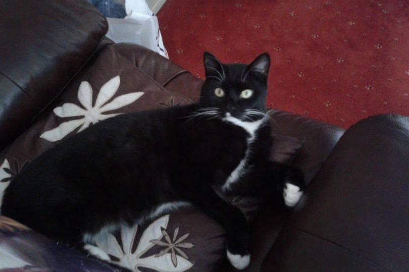 'Sox' the cat given back to wrong owner by cattery and is now missing ...