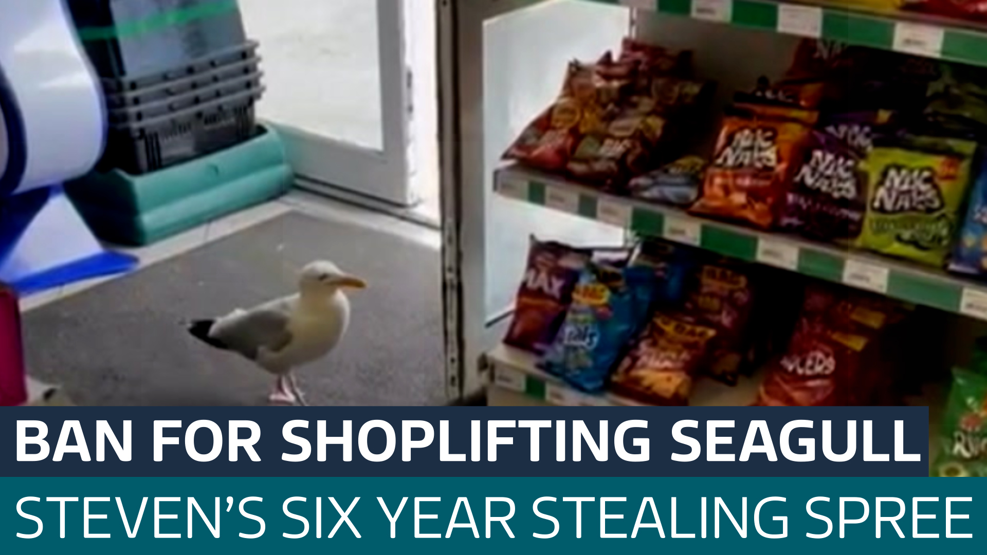 Shoplifting bird dubbed 'Steven Seagull' banned from Dorset store for ...