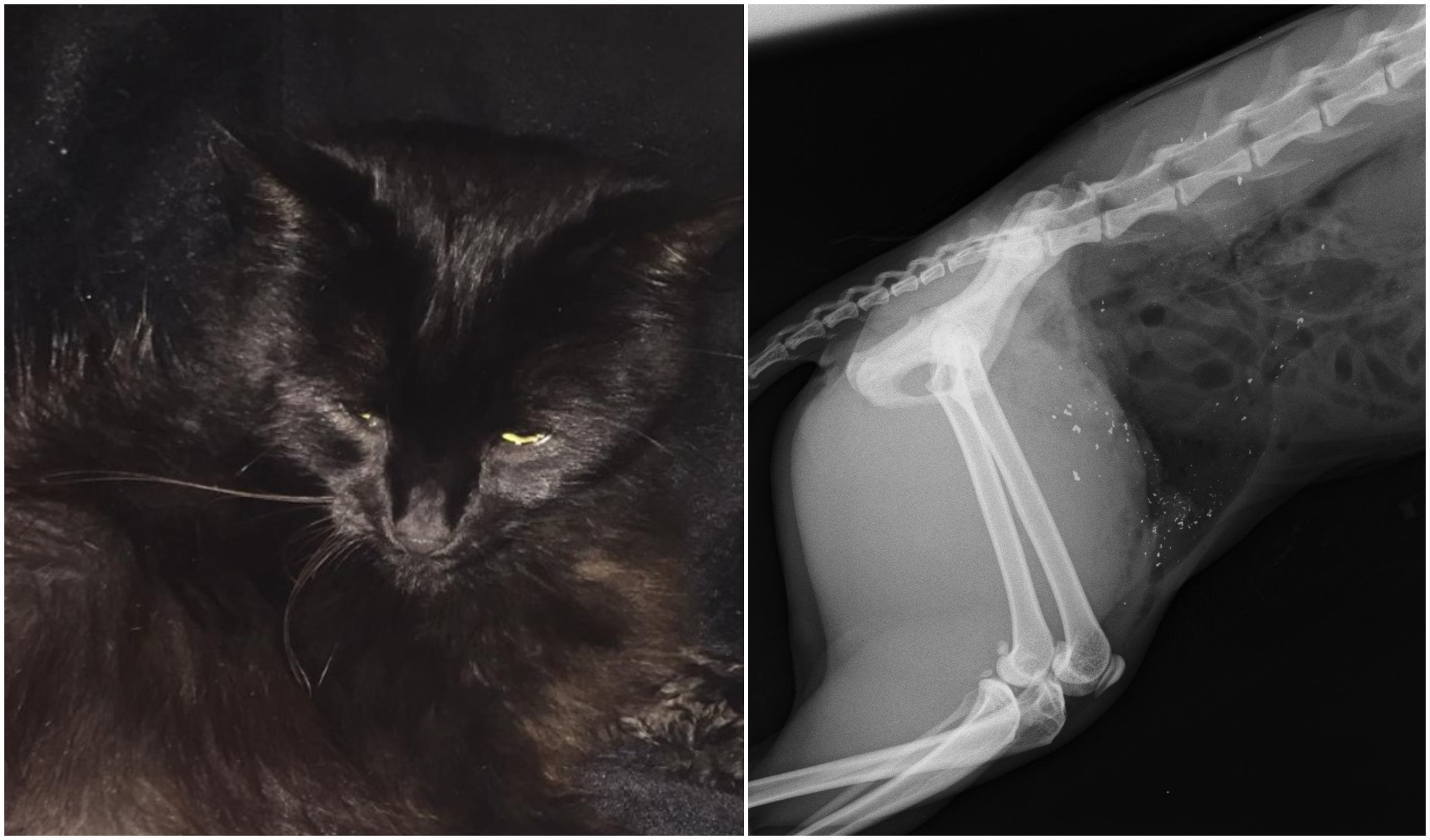 Cat found with suspected shotgun wound in the Borders | ITV News Border