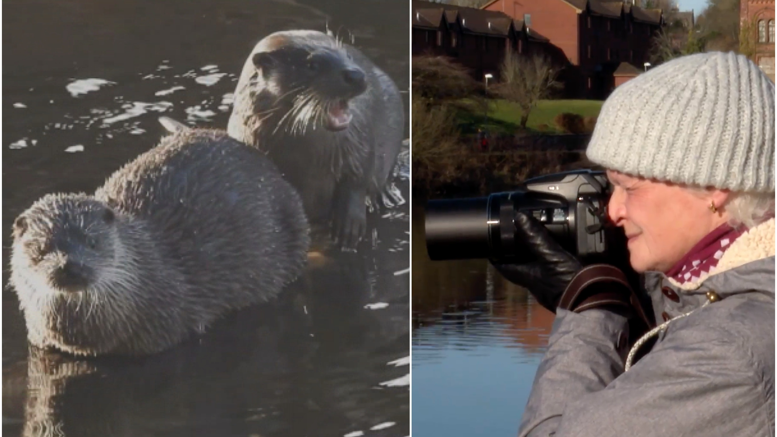 Otter-ly delightful: The woman capturing nature on her daily walks ...