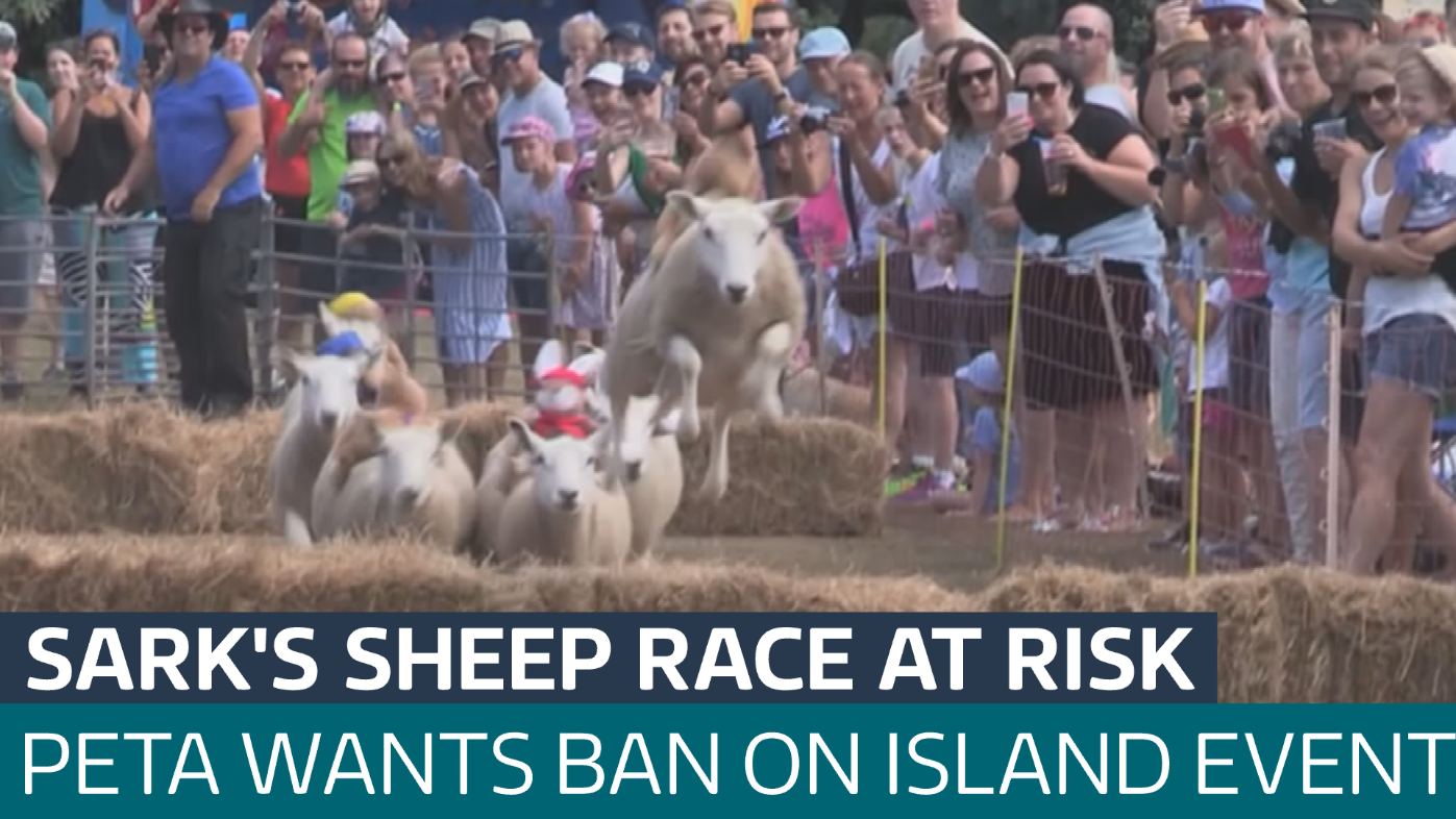 PETA explains why they want Sark's Sheep Racing Festival to be scrapped ...