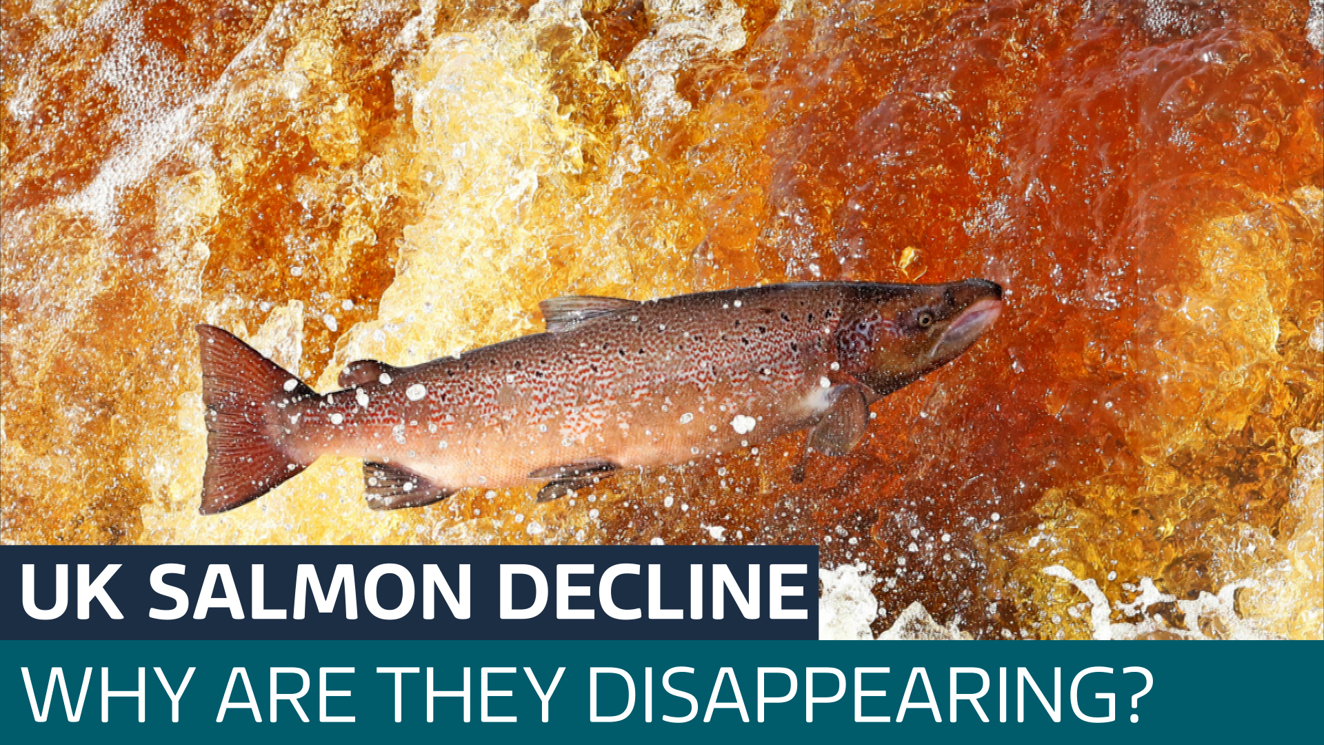 Scientists fear the rapid decline of salmon in the UK - Latest From ITV ...