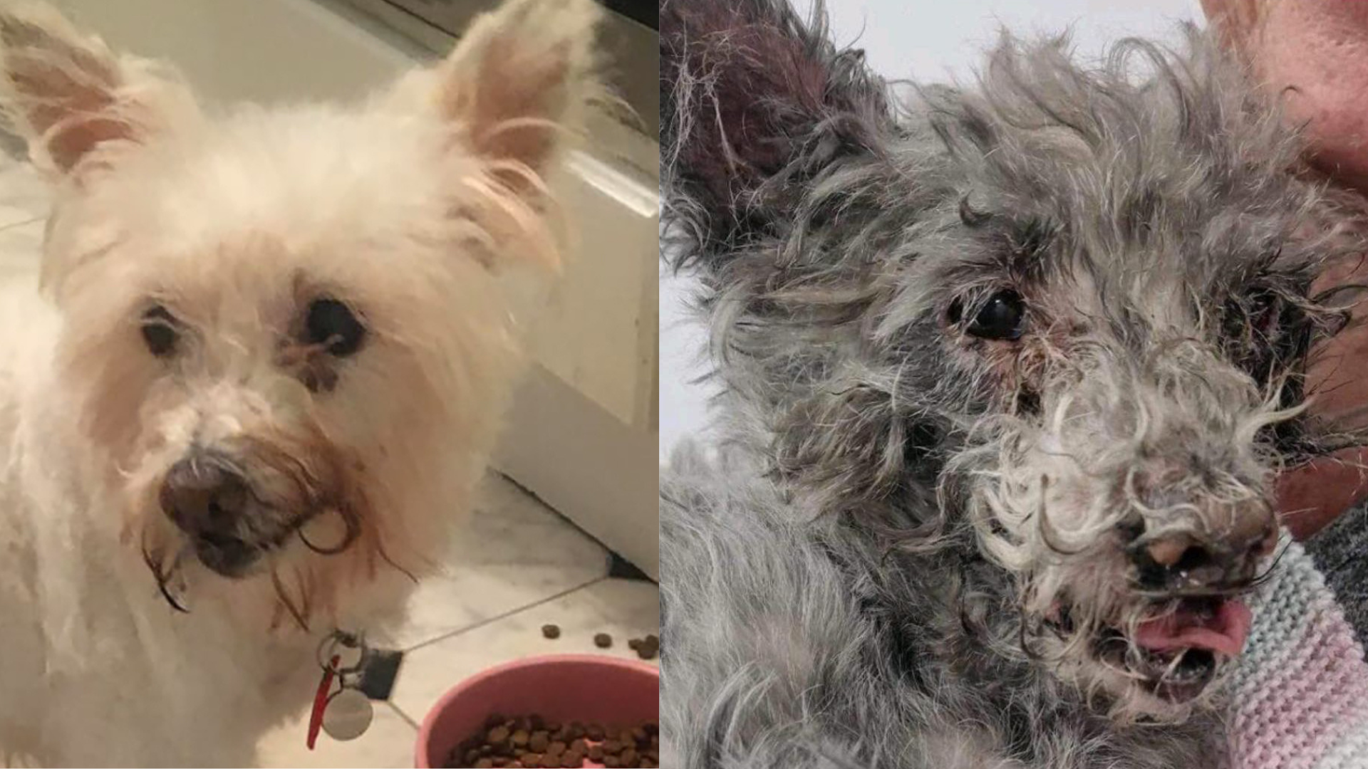 'Fluffy white' dog left 'totally black' after Lincoln house fire rescue ...