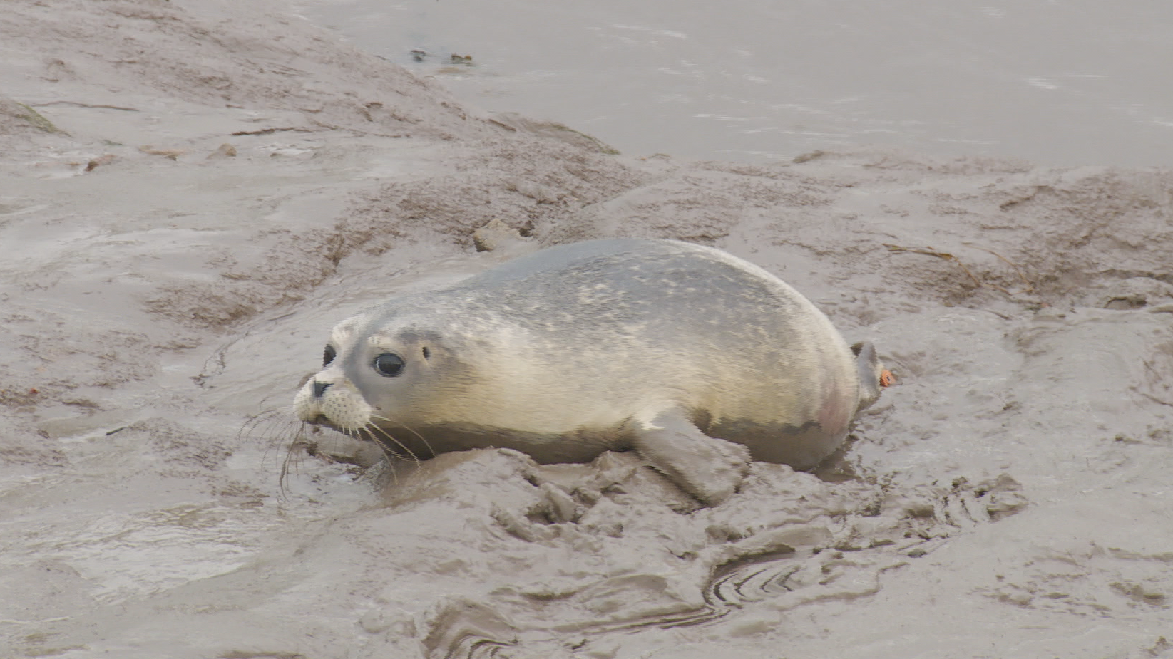 Anglers call for RSPCA to stop seal releases in River Nene because they ...