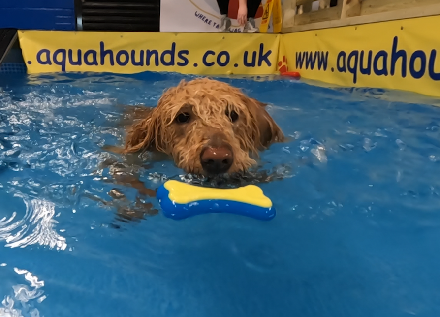 Paddling pooches: Swimming pool for dogs and their owners opens in ...