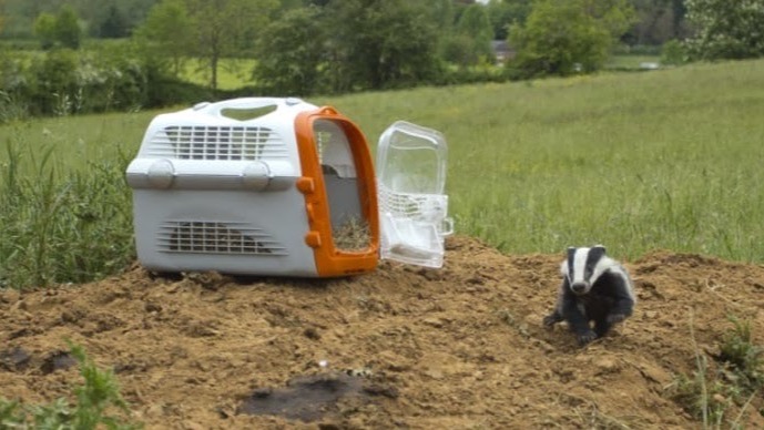 Bright future ahead for storm-battered badger who was rescued by the ...