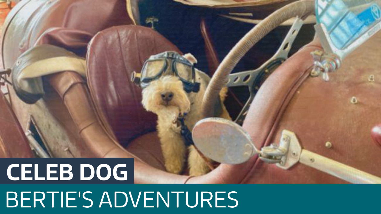 Lakeland Terrier from Cheltenham becomes internet celebrity - Latest ...
