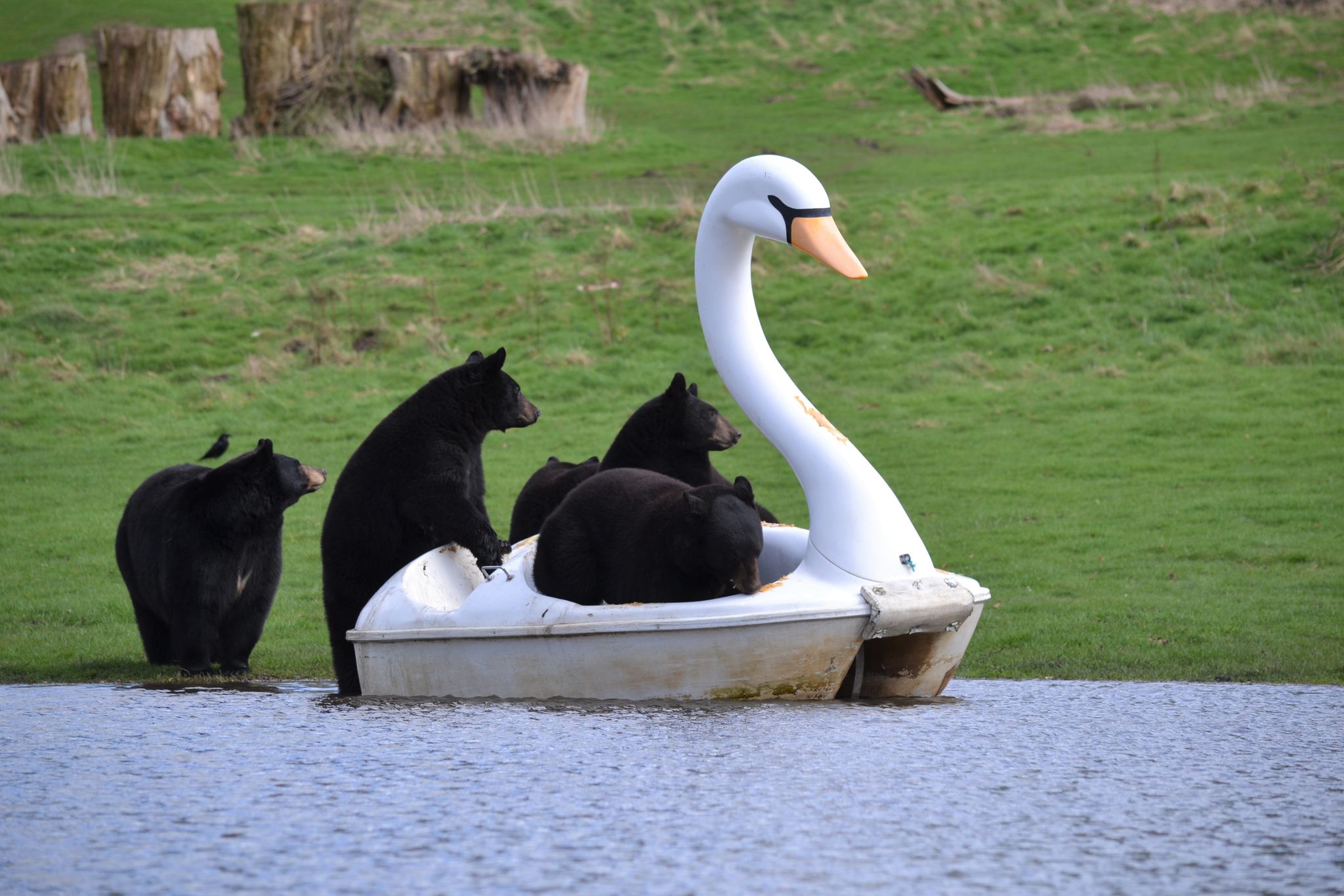 Bears swan around in pedalo at flooded Woburn Safari Park | ITV News Anglia