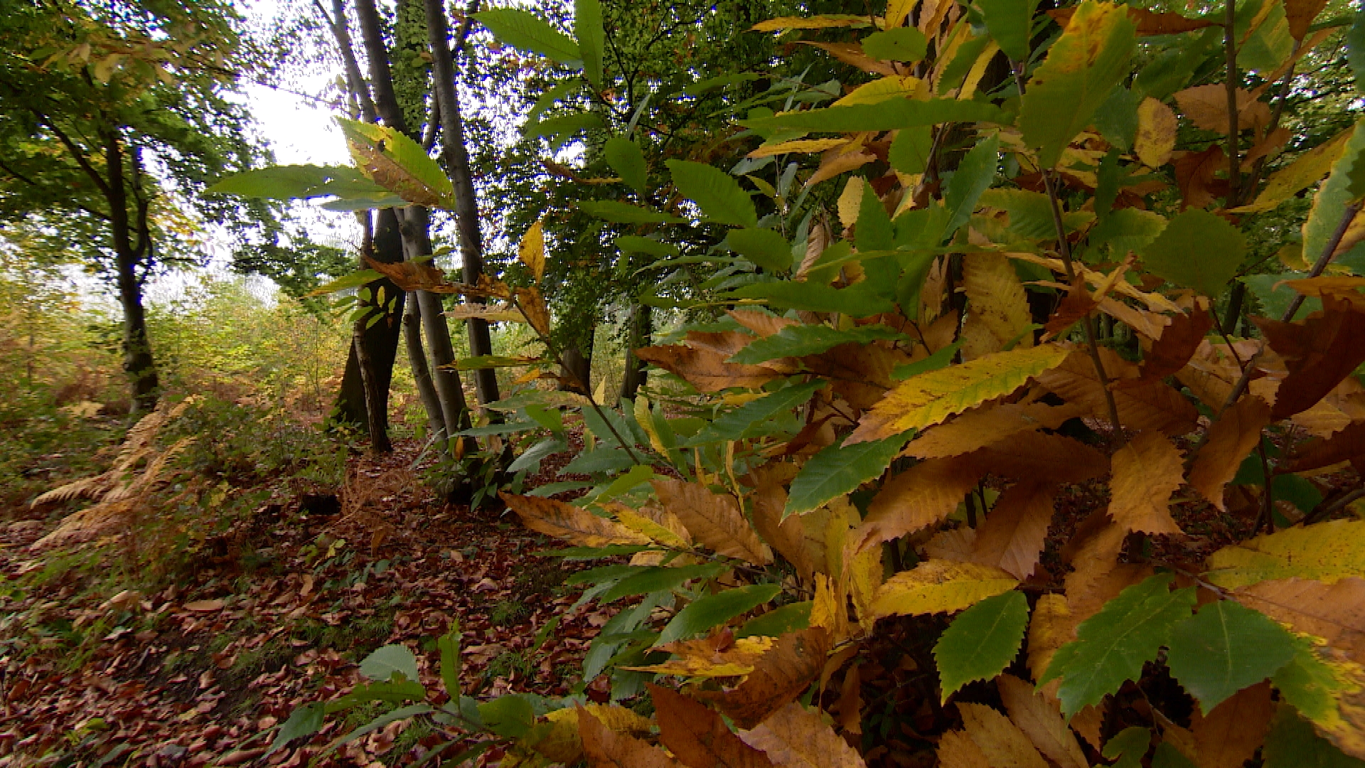One million new trees to be planted in the North West as part of ...