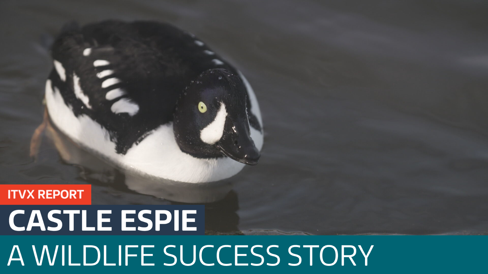 Castle Espie and the success of rewilding in Northern Ireland - Latest ...