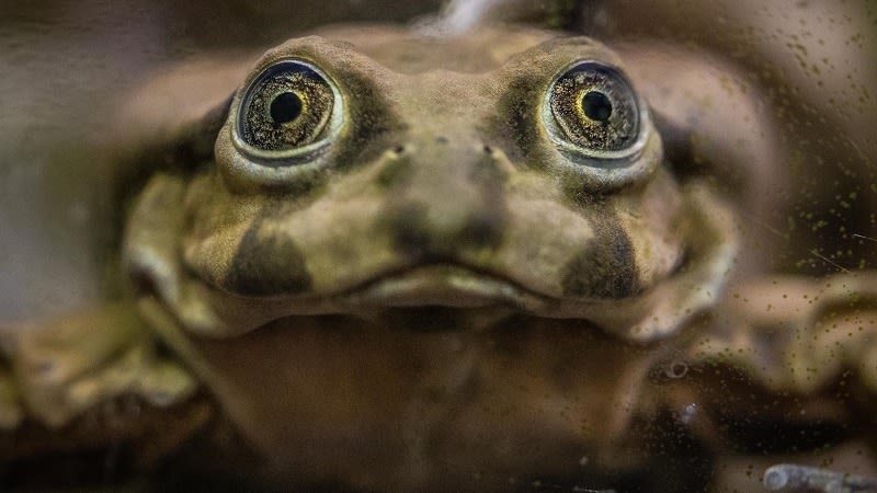 Aquatic Scrotum Frog Saving The Titicaca 'Scrotum Frog' In The Andean
