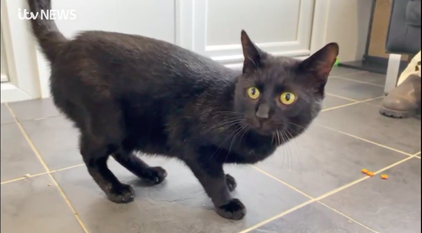 RSPCA fears more people could be tempted to get pets because of the ...