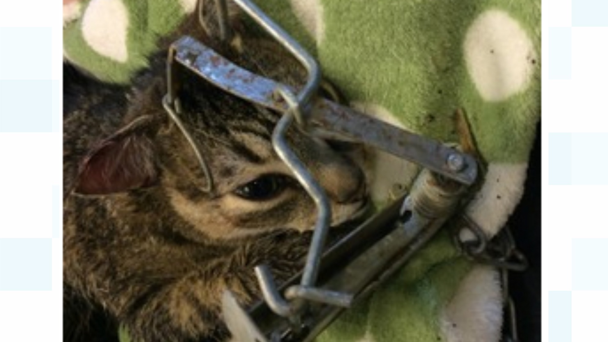 Cat removed from huge mechanical trap caught on head | ITV News Central
