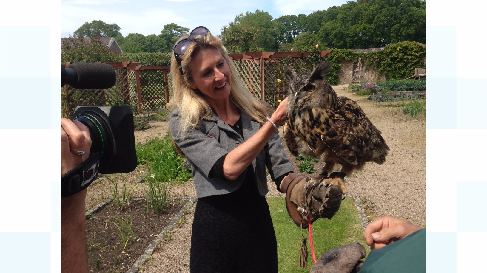 ITV News : The Latest Jersey Falconry News