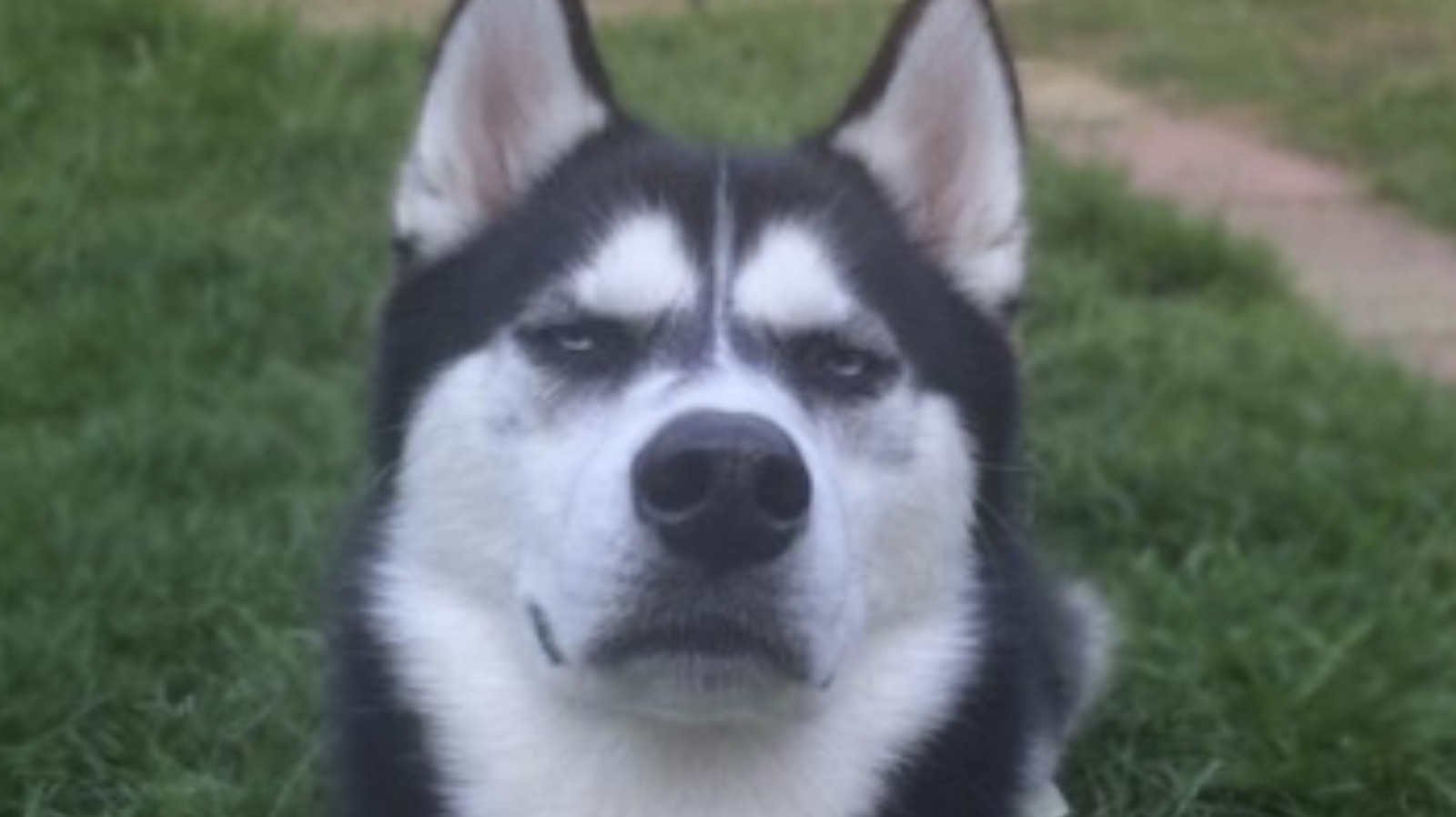 Anuko's not impressed when owner tries to trick him | ITV News Wales