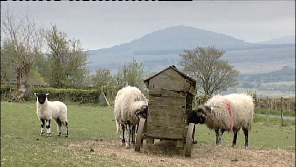 Sheep rustling warning | ITV News Border