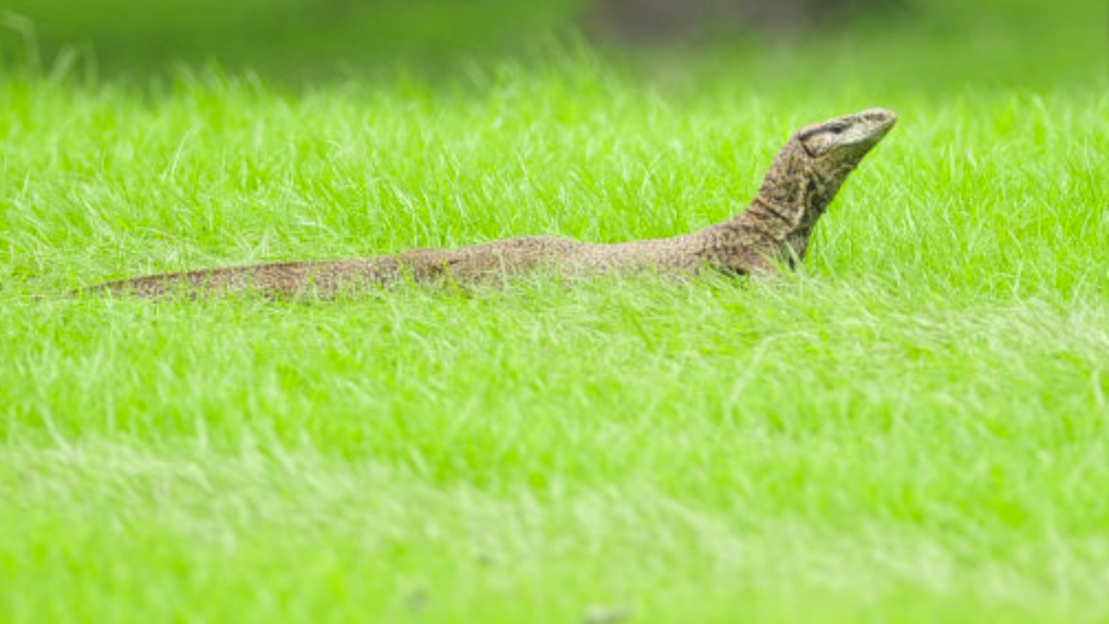 Man calls West Midlands Police over 'lizard on his lawn' | ITV News Central