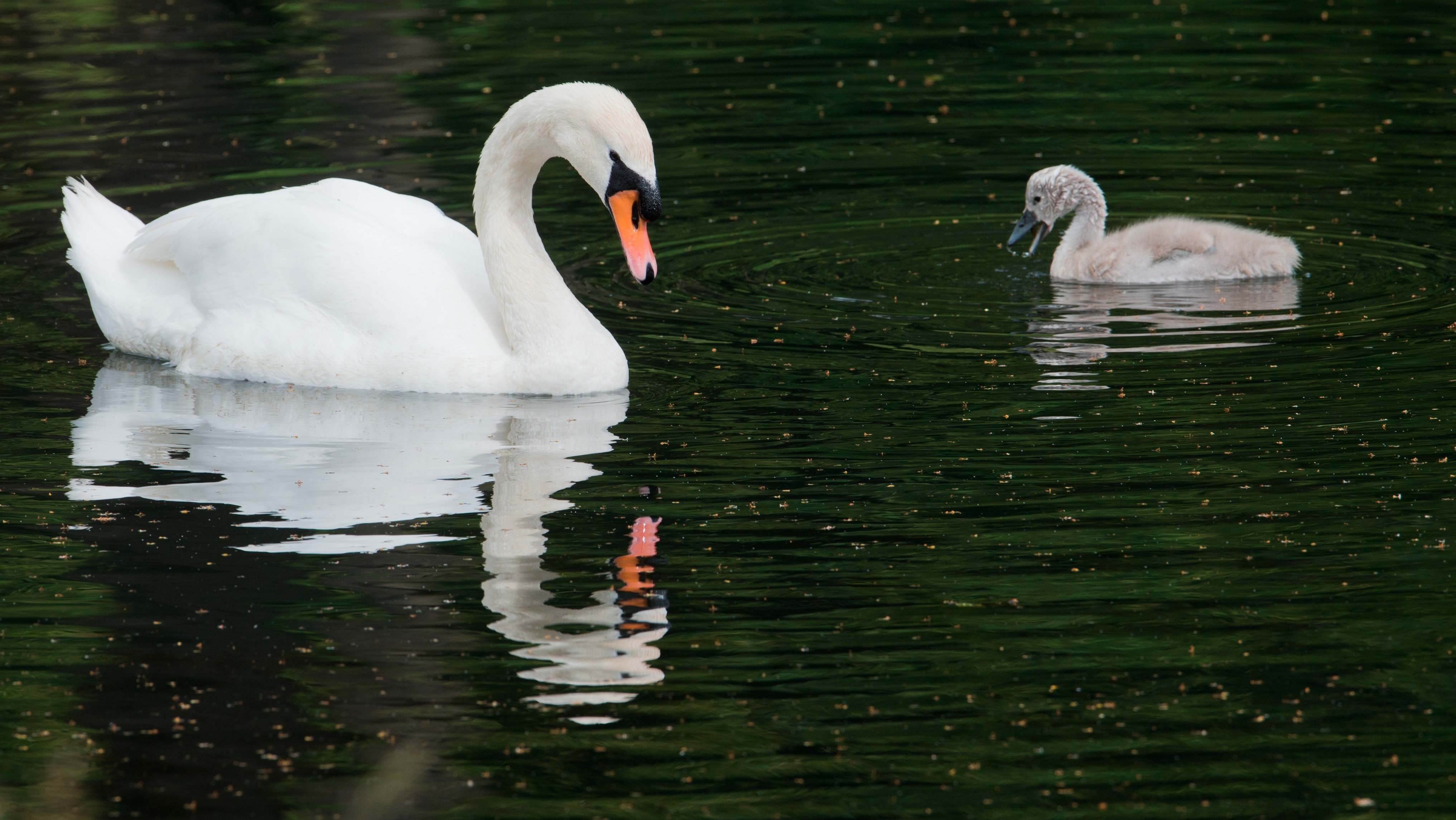 Swan shot in head at Cambridgeshire air gun 'hotspot' | ITV News Anglia