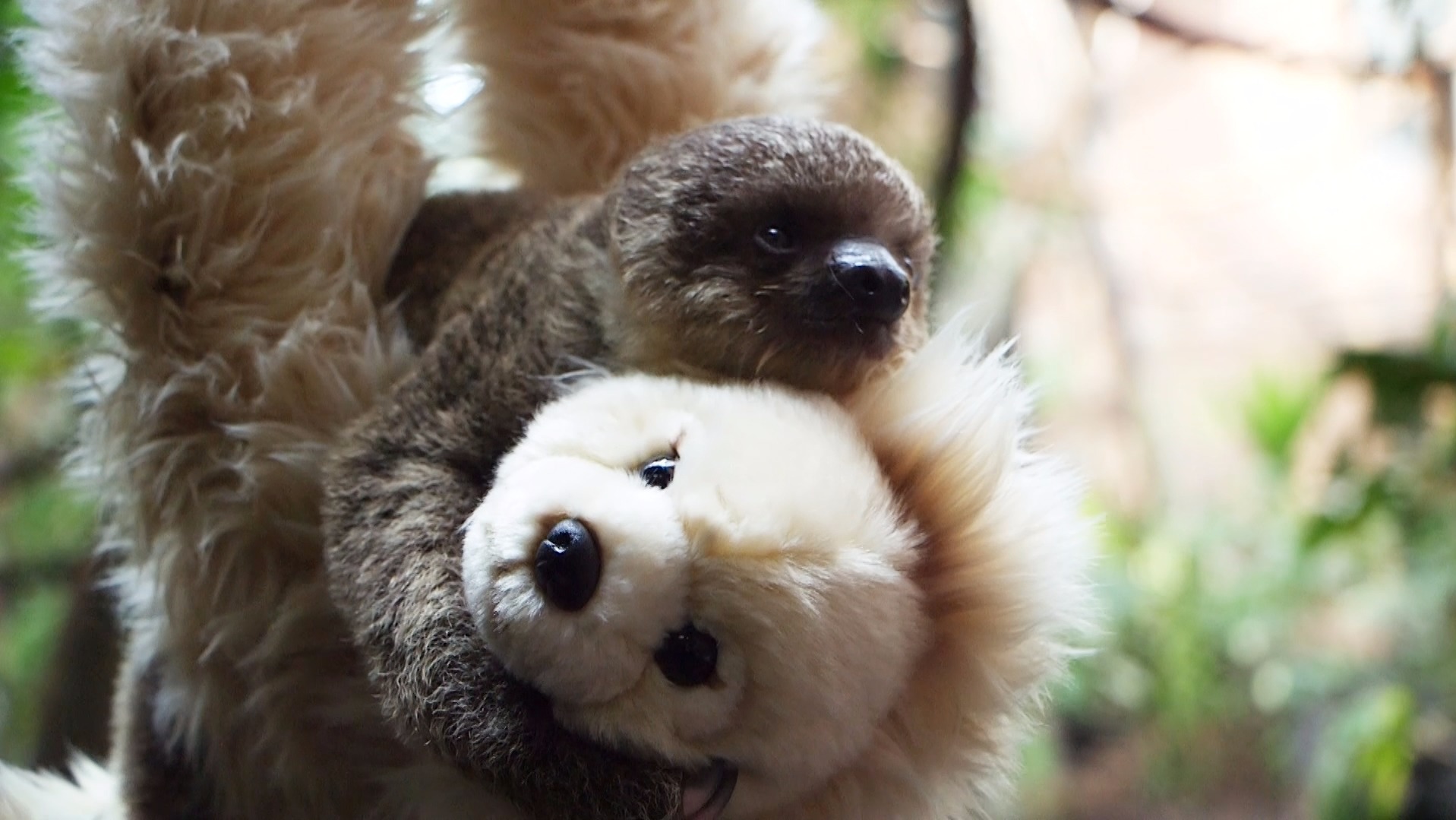Baby sloth at London Zoo gets a teddy to help him learn to climb | ITV ...