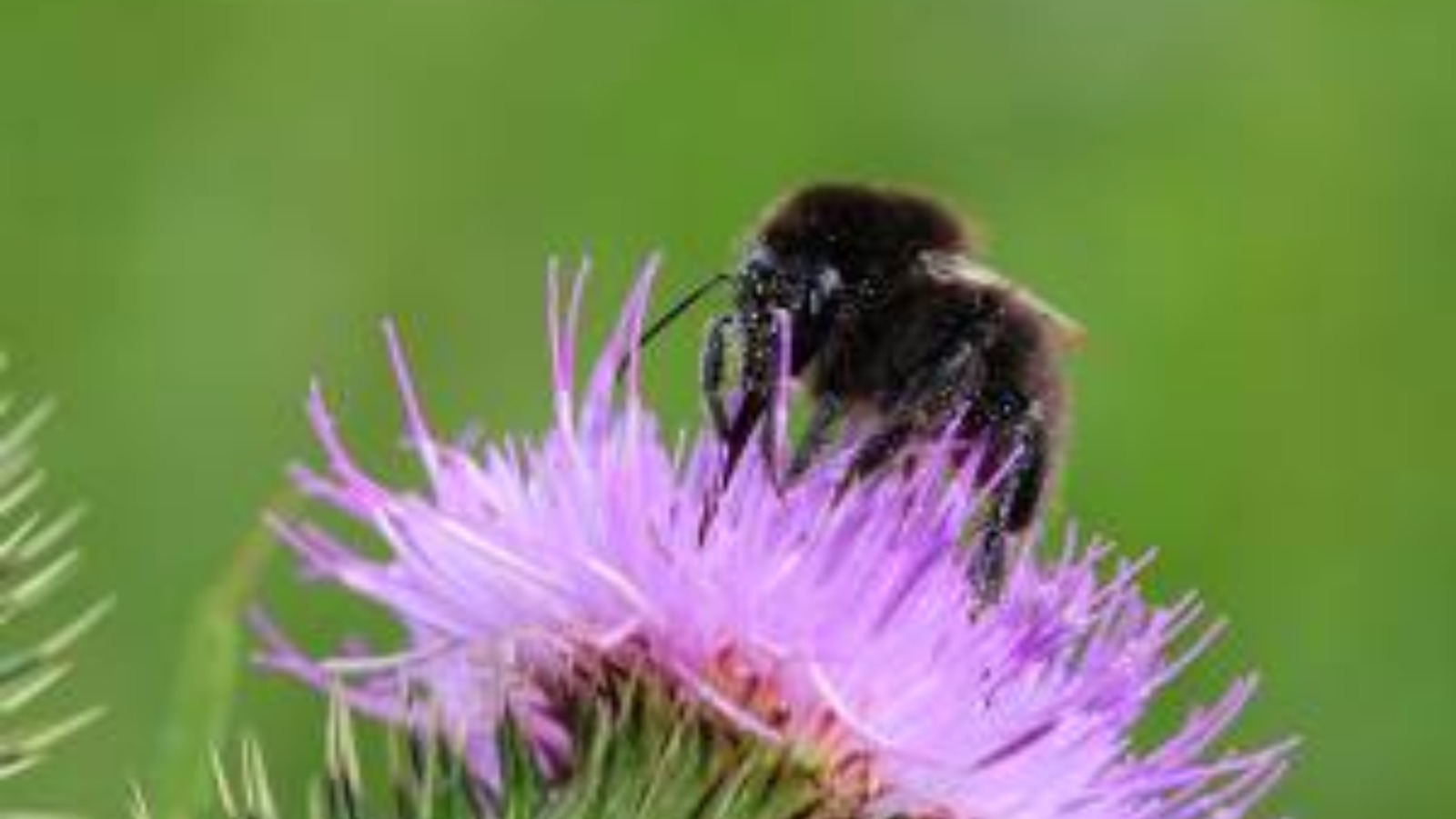 Rare bee causes a buzz at reserve | ITV News Anglia