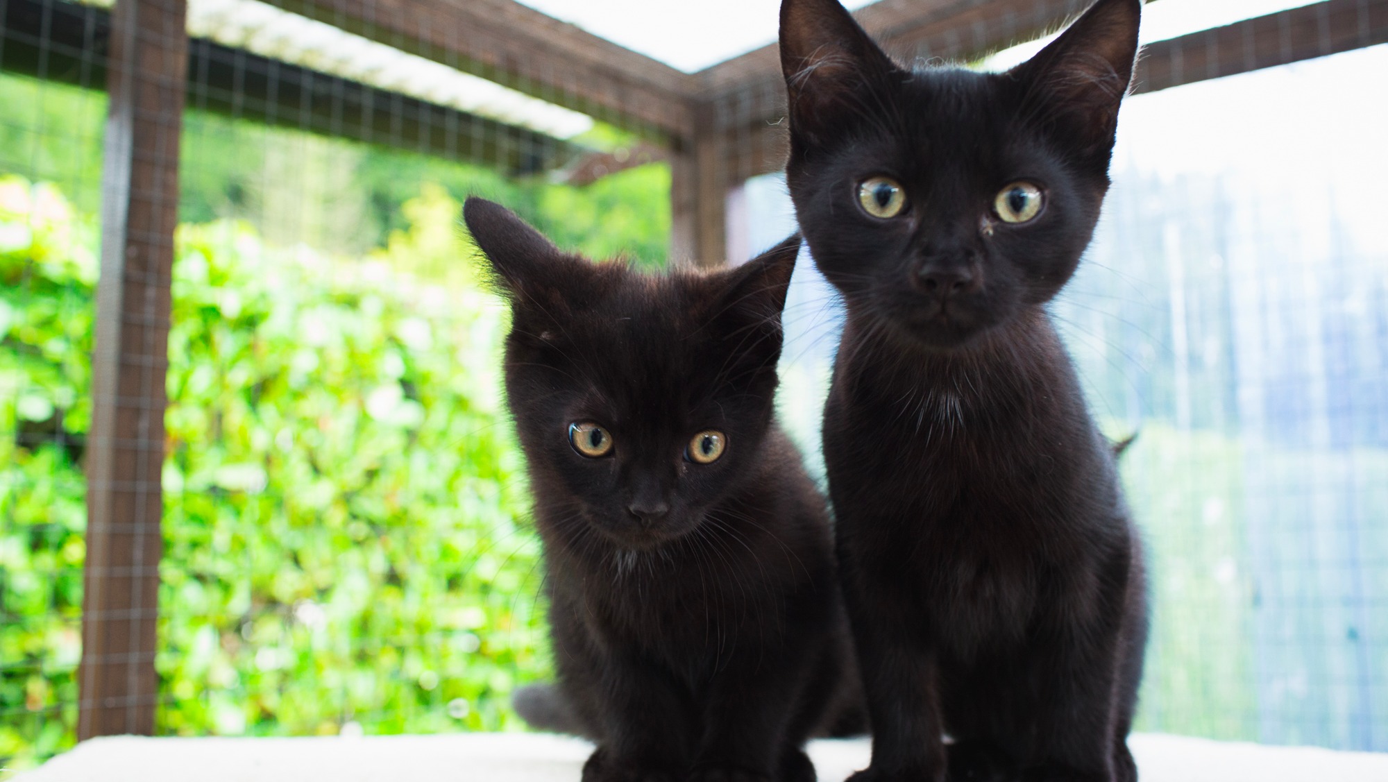Buckinghamshire RSPCA branches inundated with black cats | ITV News ...