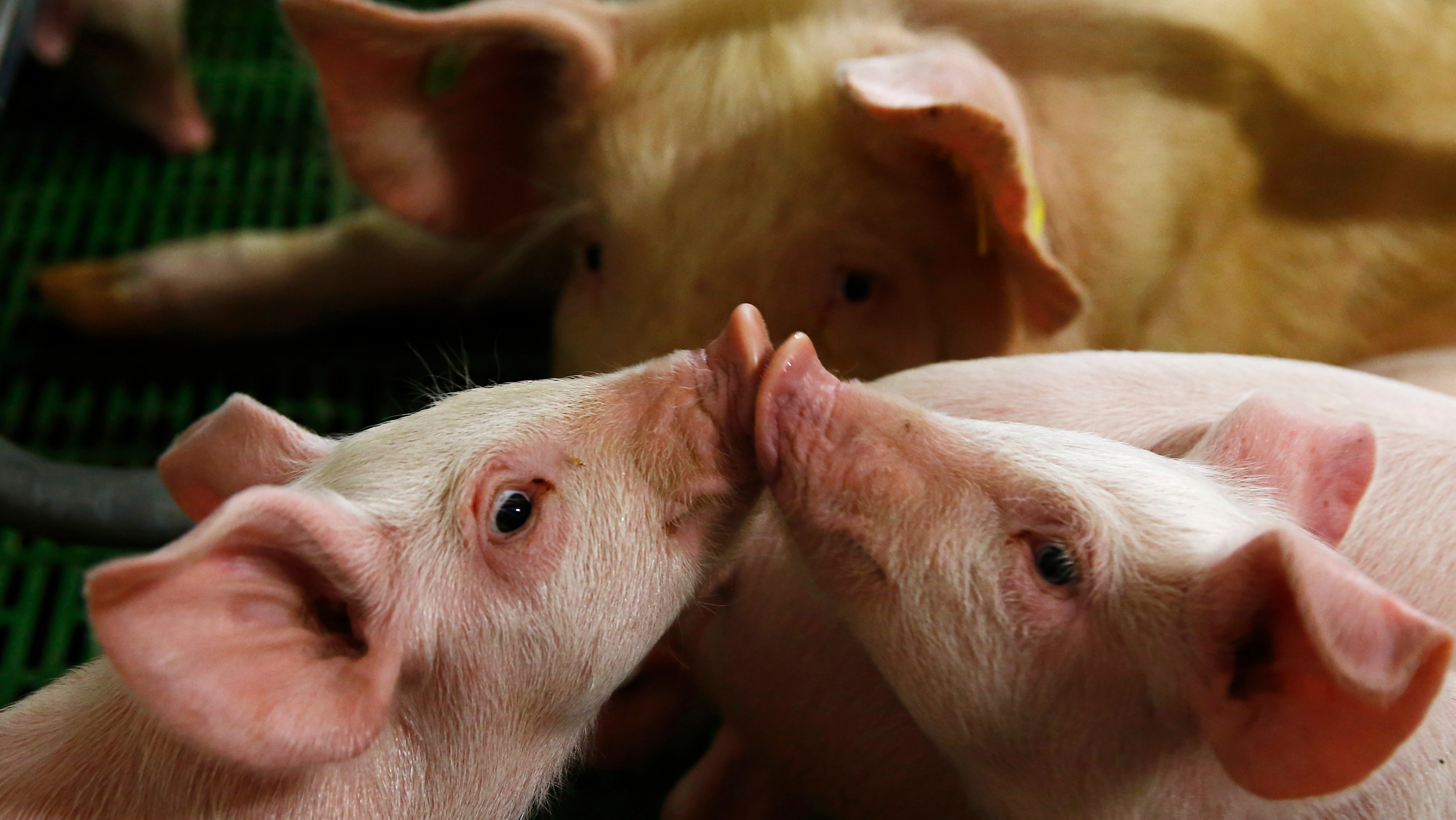 Hundreds of piglets killed in blaze on farm in Northern Ireland | ITV News