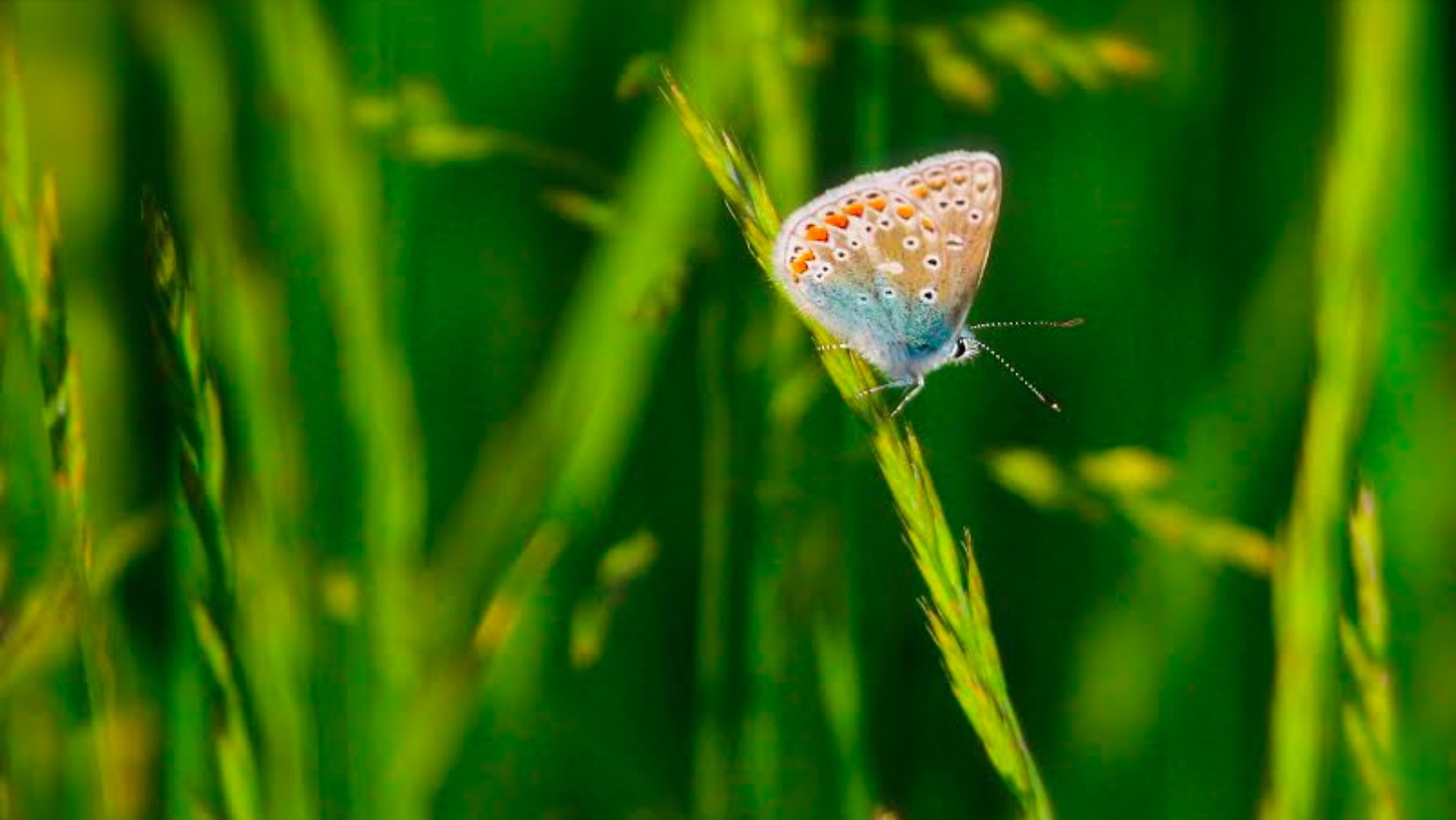 Blooms, bees, butterflies and other buzzy beings. Your photographs ...