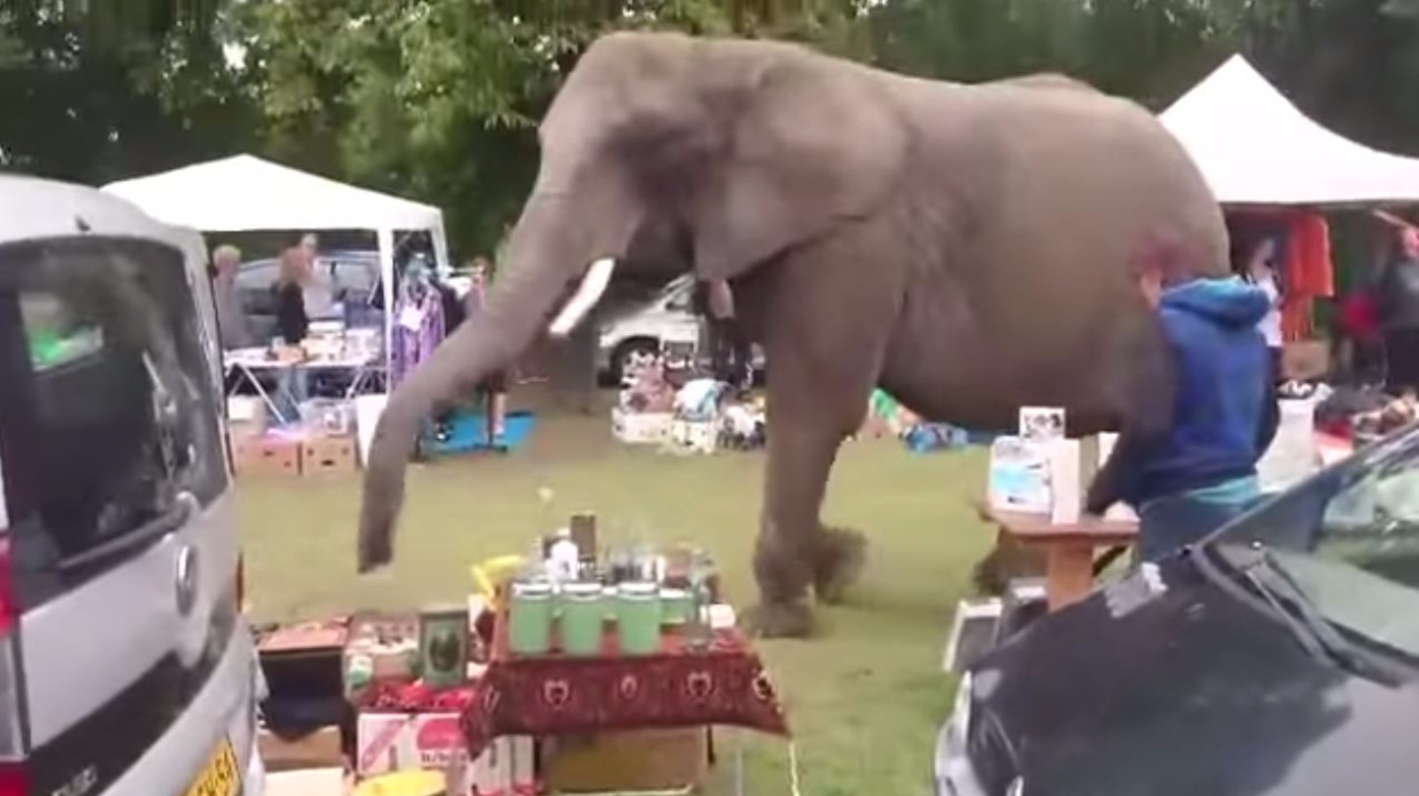 Elephant crashes car boot sale after escaping circus pen | ITV News