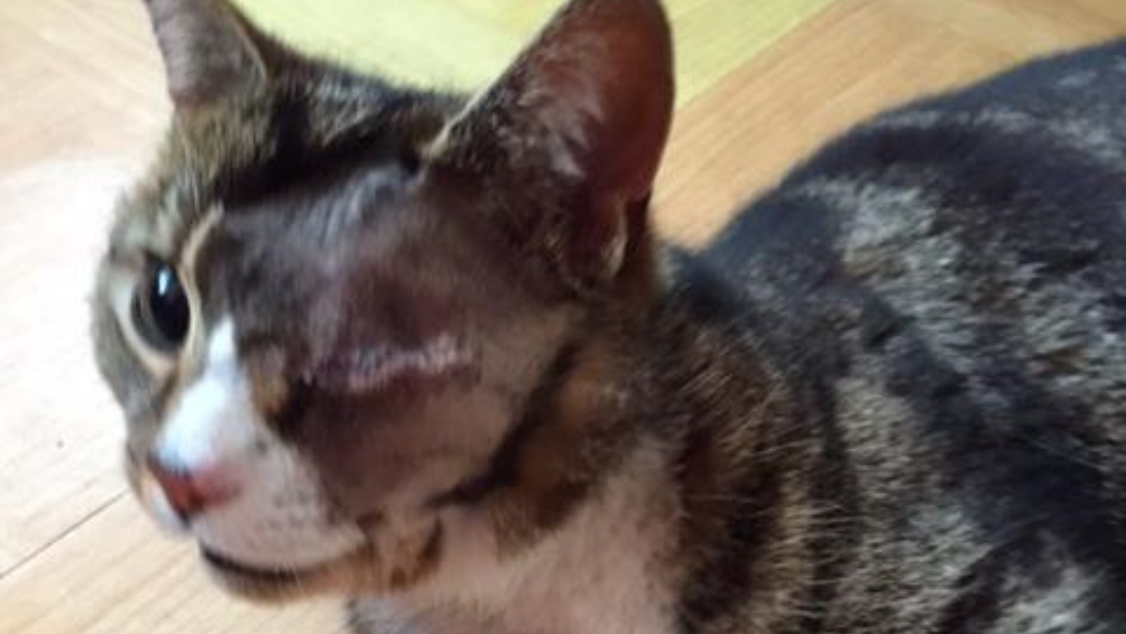 Cat partially blinded after being shot in the face at close range | ITV ...