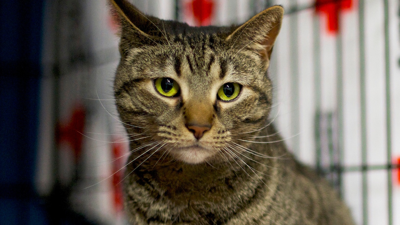 Ned the Cat votes for Jeremy Corbyn in the Labour leadership contest ...