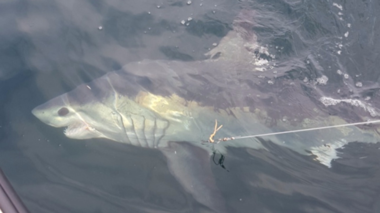 Whitburn angler reels in 8ft shark off Sunderland coast | ITV News Tyne ...