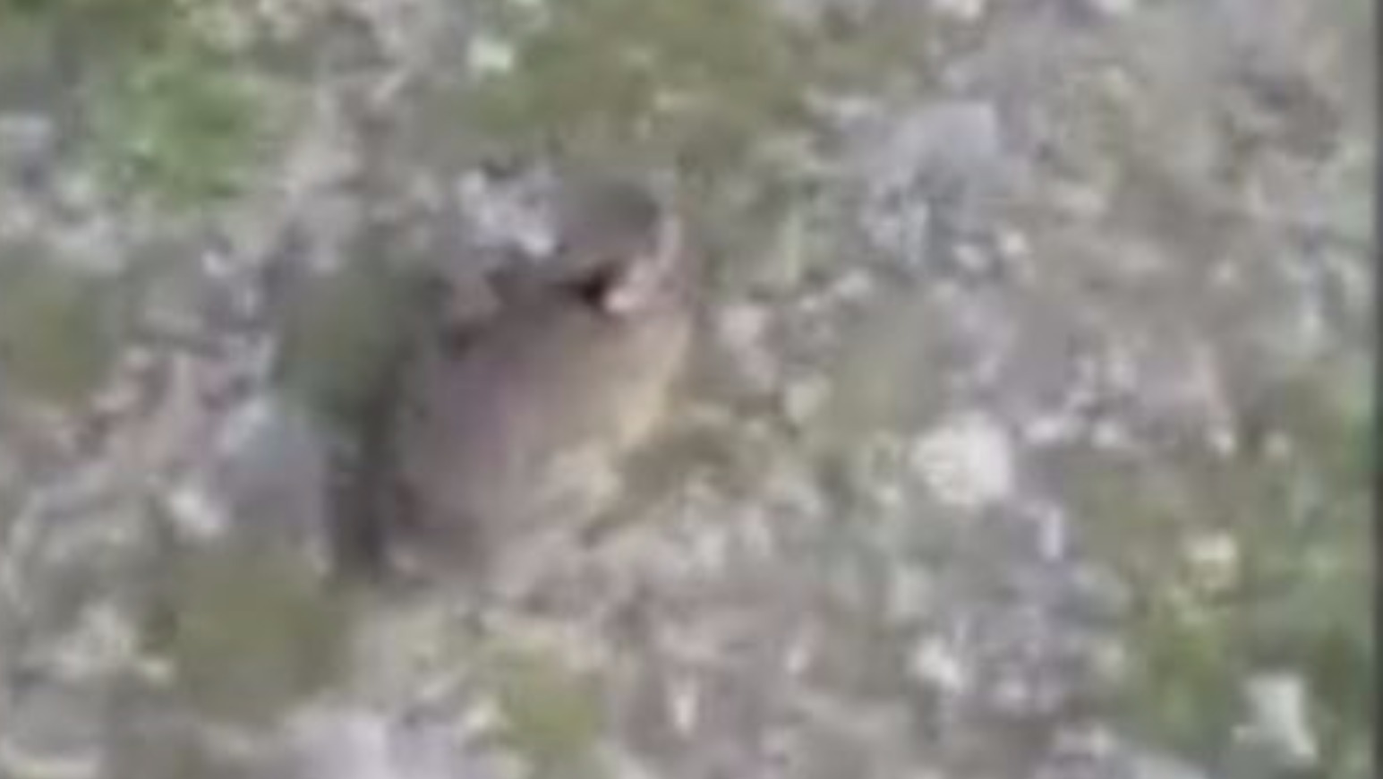 Man who filmed himself kicking rabbit across field is fined £7,000 ...