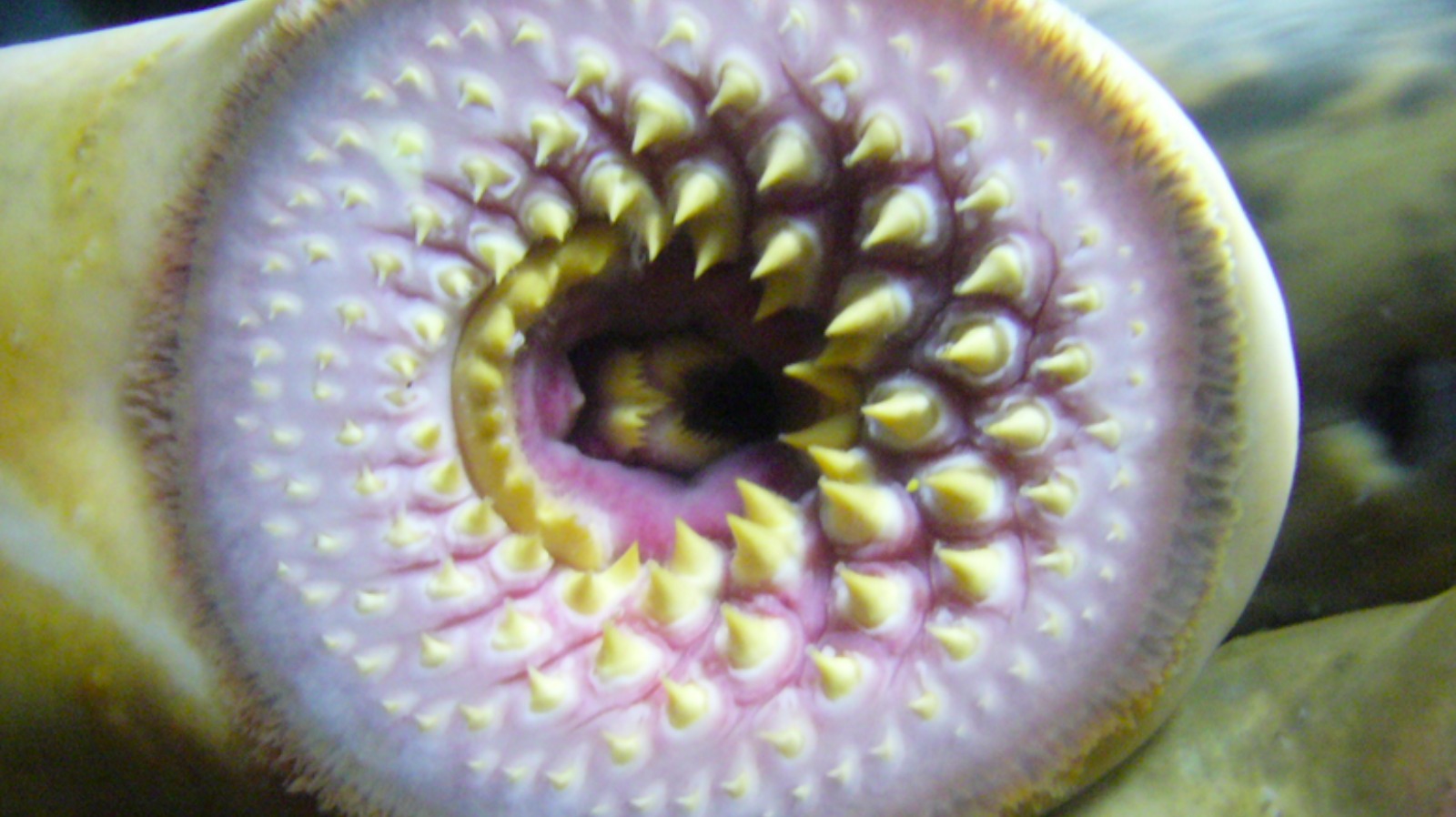 'Blood-sucker fish' spotted in Midlands rivers | ITV News Central