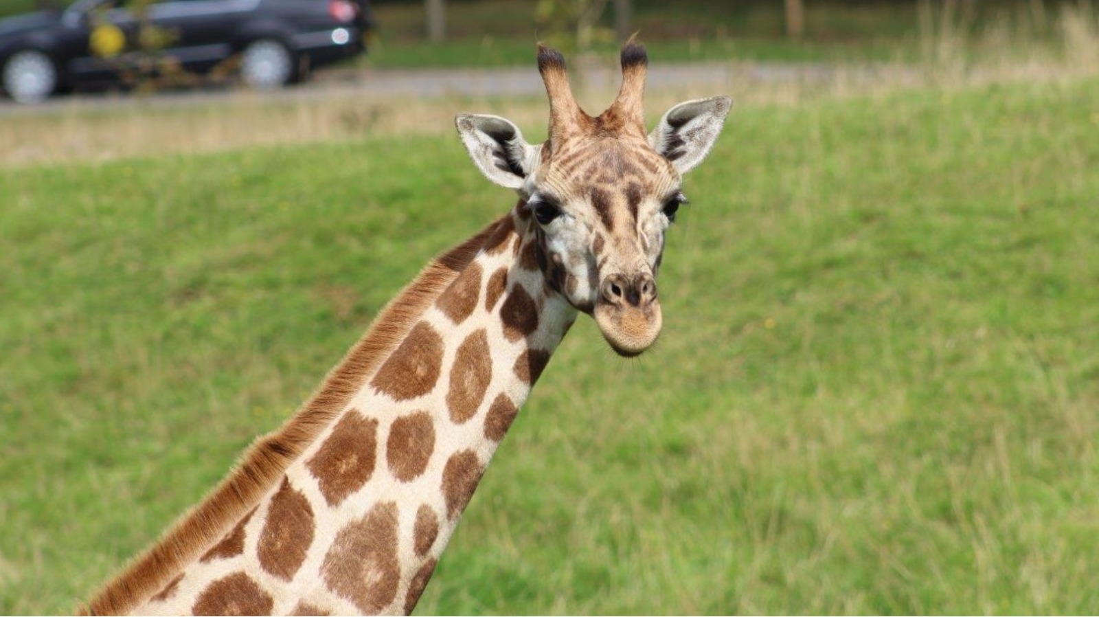 Two baby giraffes arrive at Chessington Zoo | ITV News London