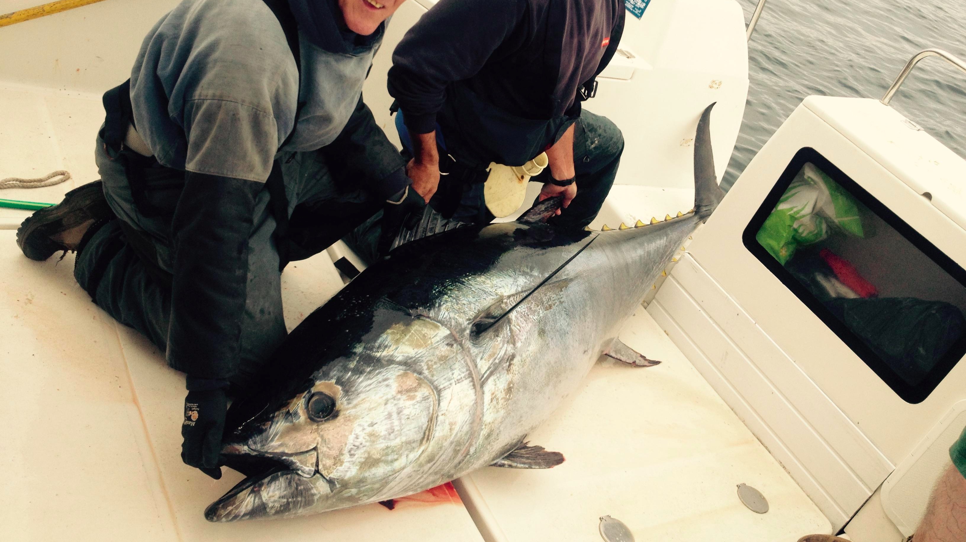 What a catch! Giant tuna caught off the Welsh coast | ITV News Wales