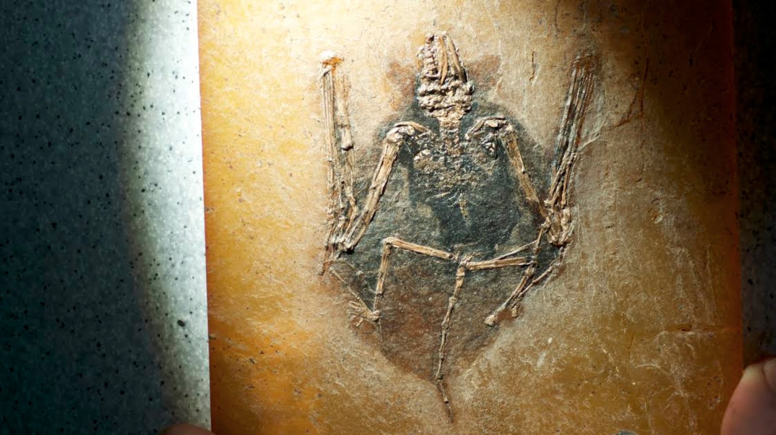 Scientists discover colour of 50 million year old bat | ITV News West ...