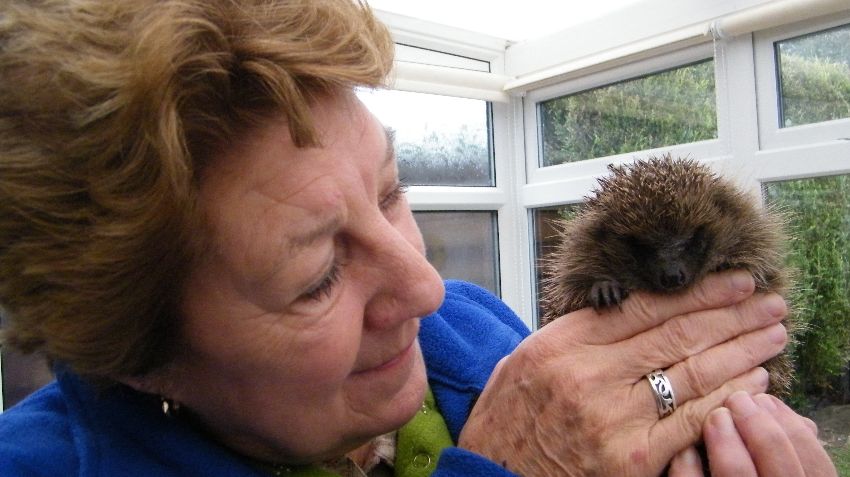 Woman to be honoured for rescuing thousands of hedgehogs | ITV News Central
