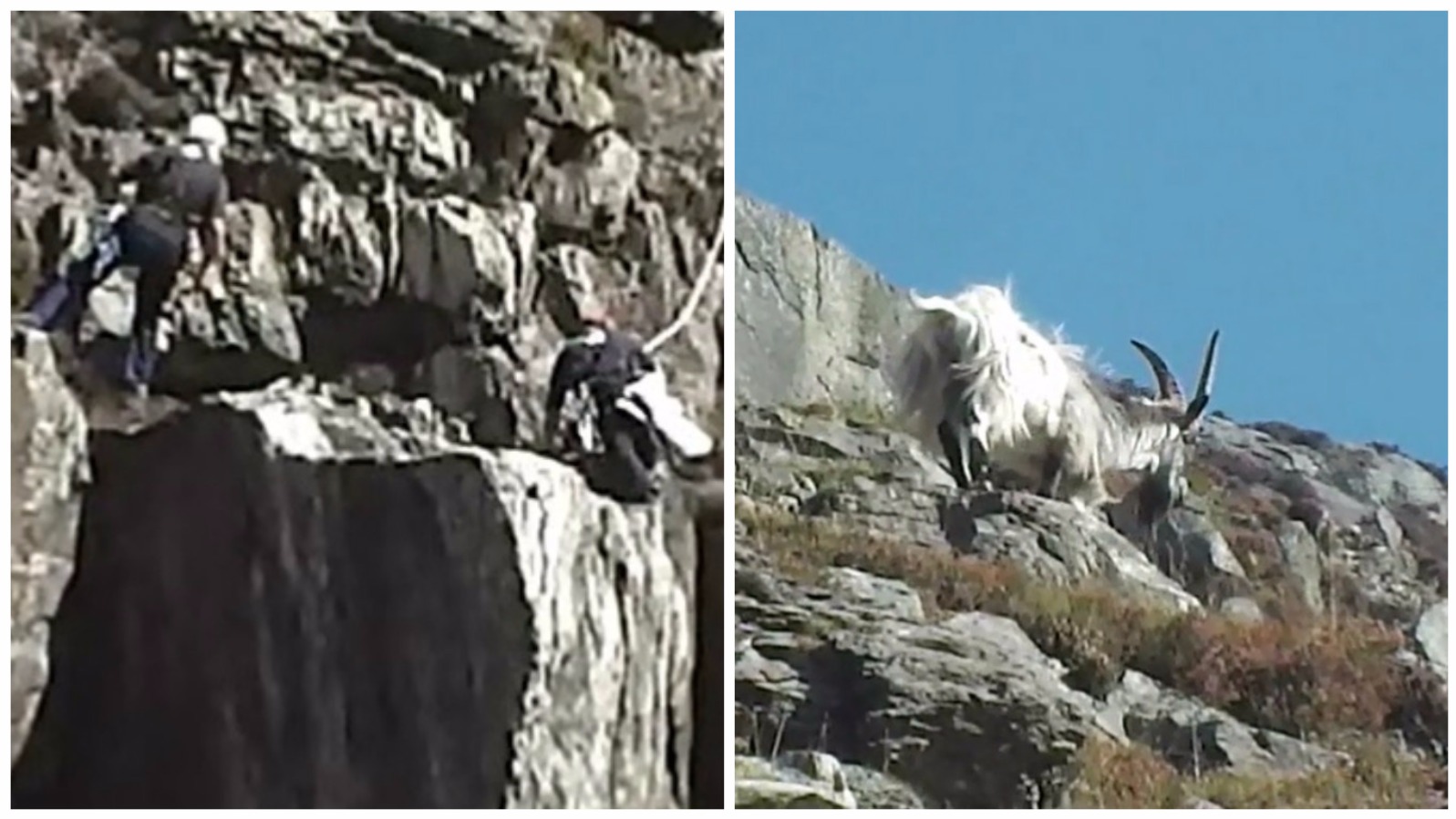 RSPCA inspectors abseil down cliff to rescue goat | ITV News Wales