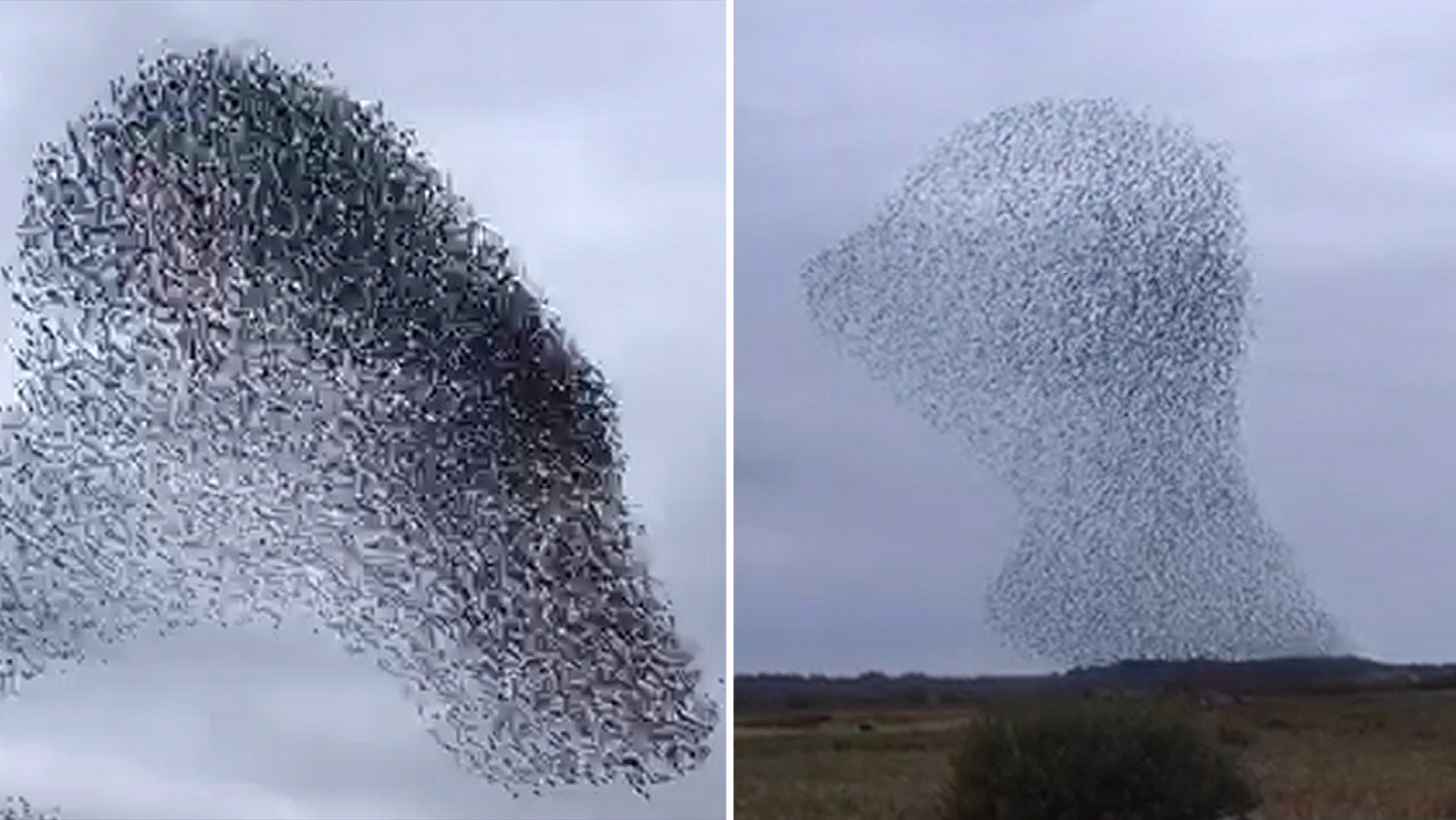 Remarkable starling displays caught on camera | ITV News