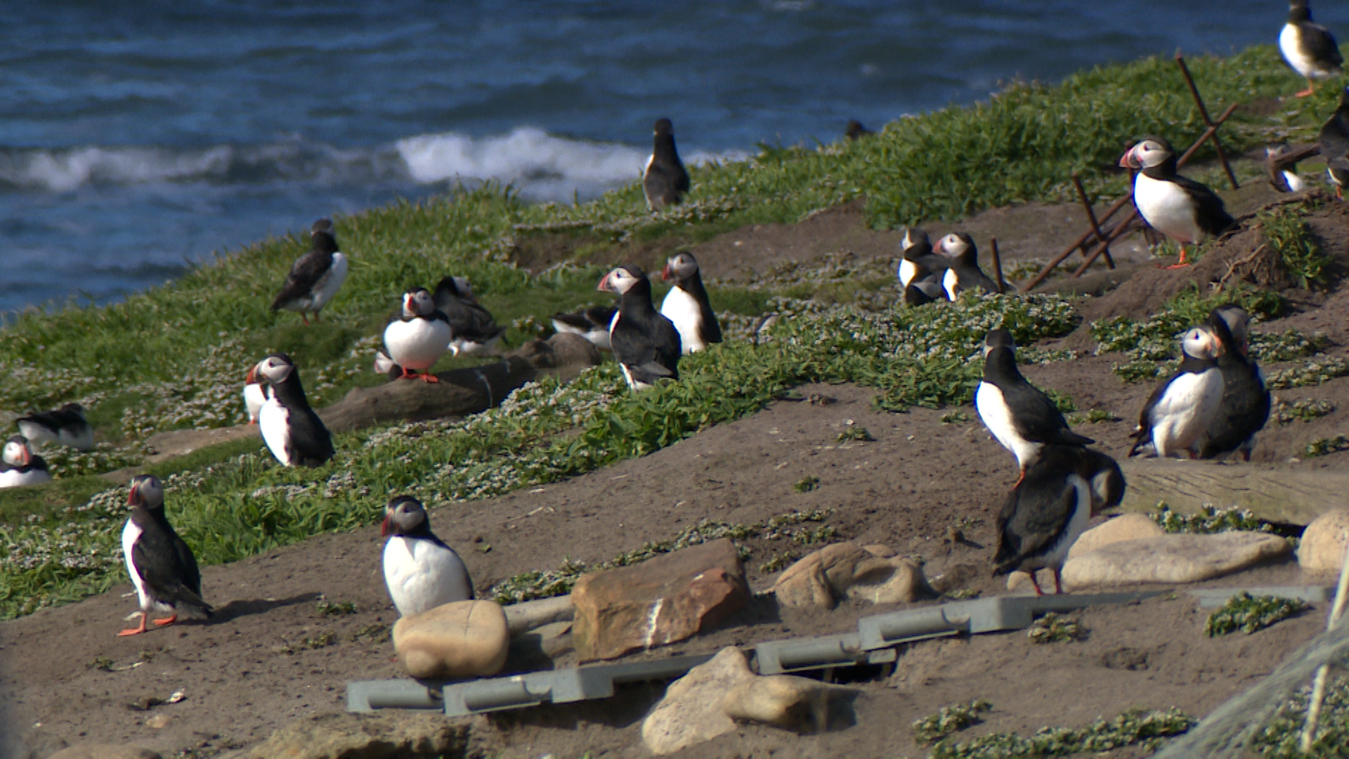Sandeel fishing ban could be lifeline for seabird population on Coquet ...