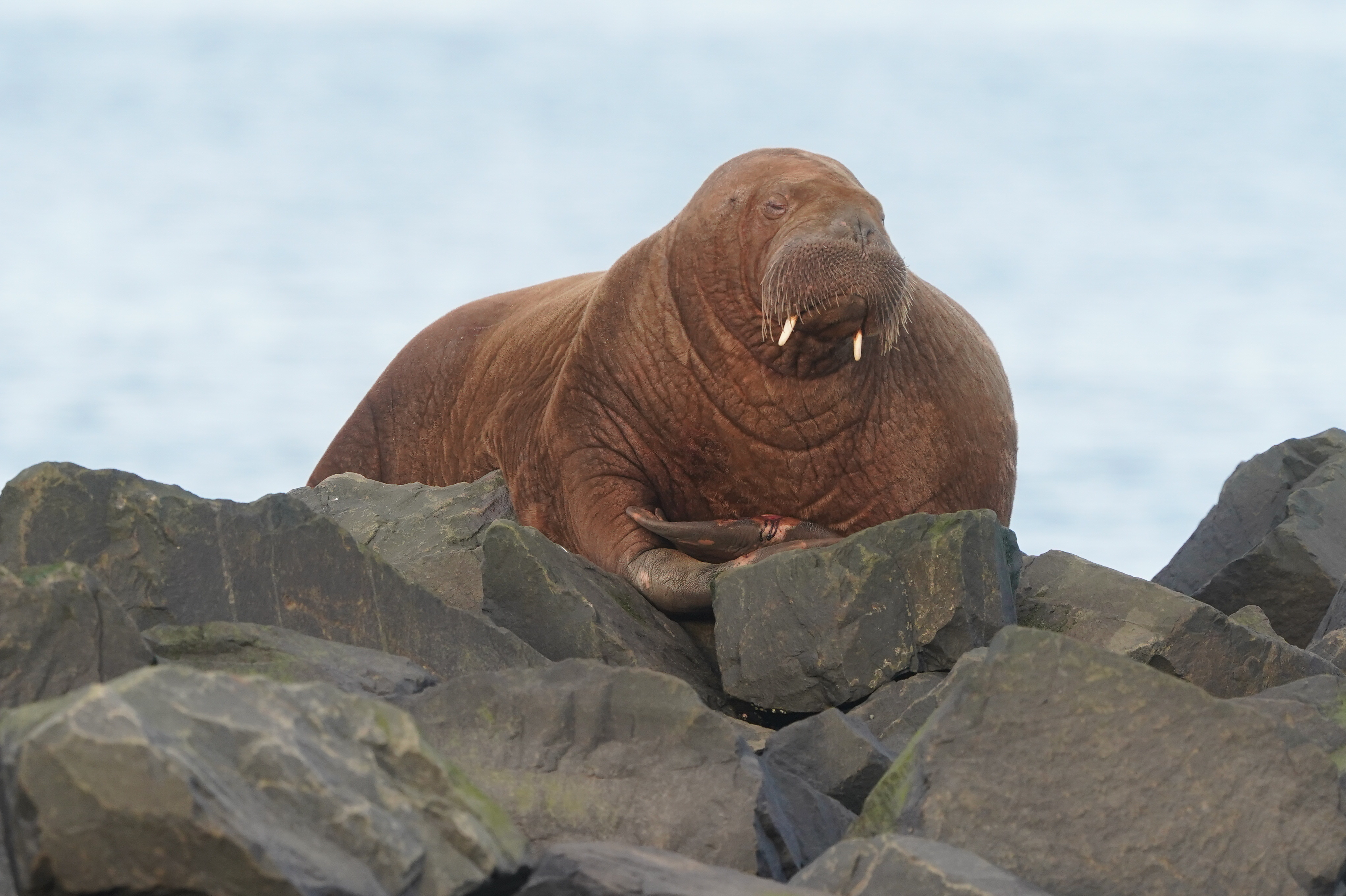 Walrus spotted on the east coast 'for the first time' | ITV News Tyne Tees