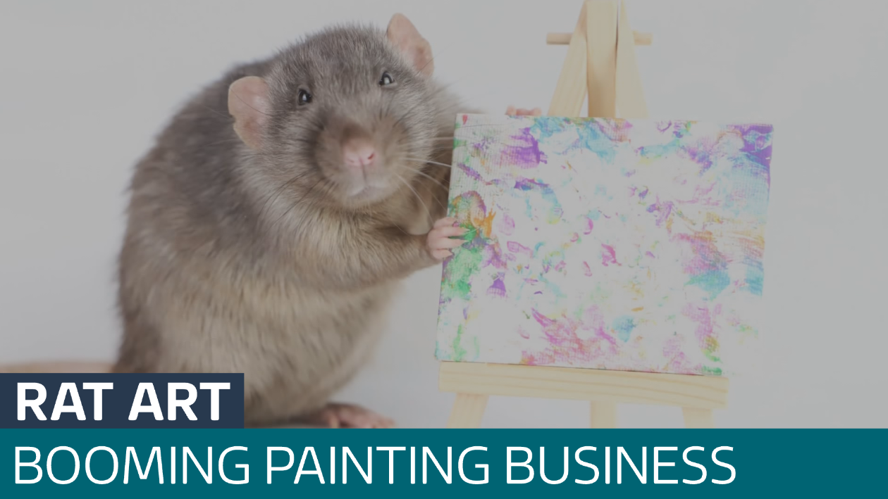 Growing demand for artwork painted by pet rats - Latest From ITV News