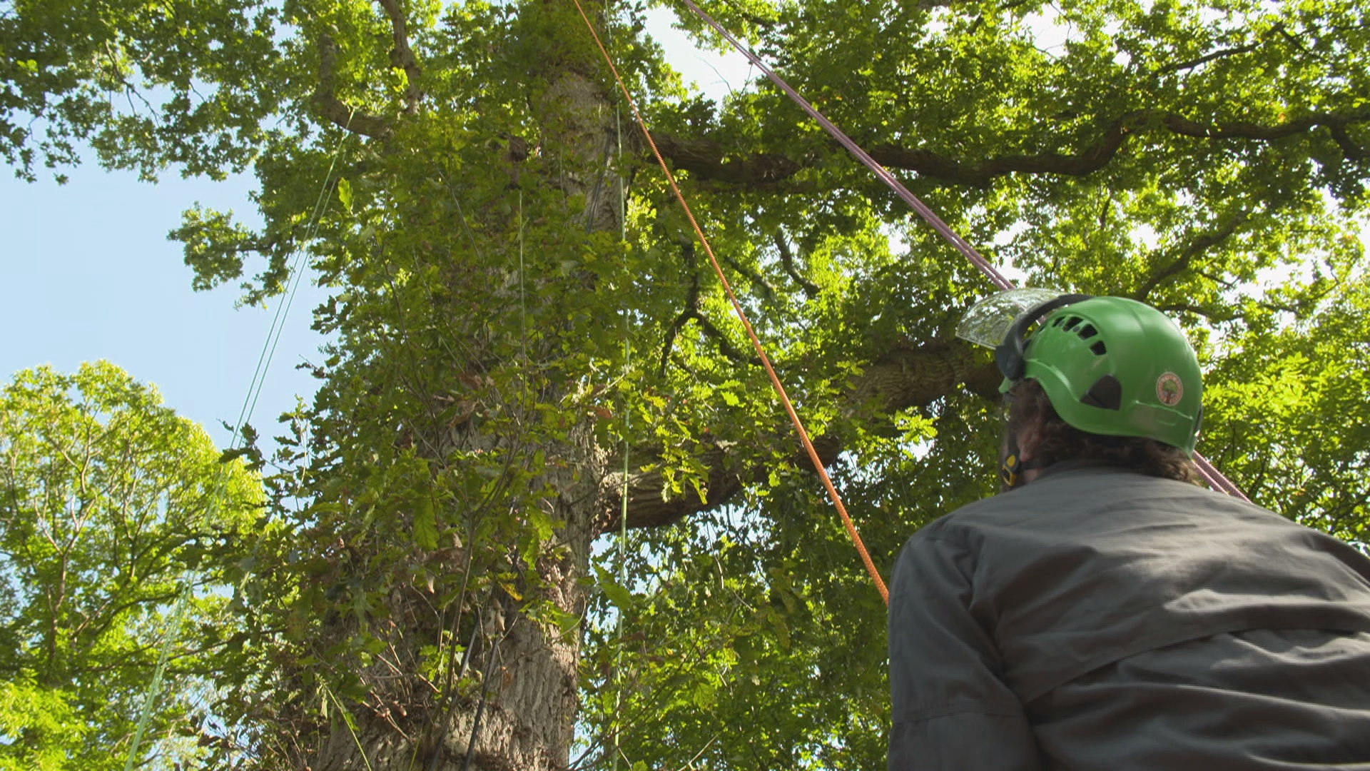 Tree climbing: The recreational activity for improving mental health ...