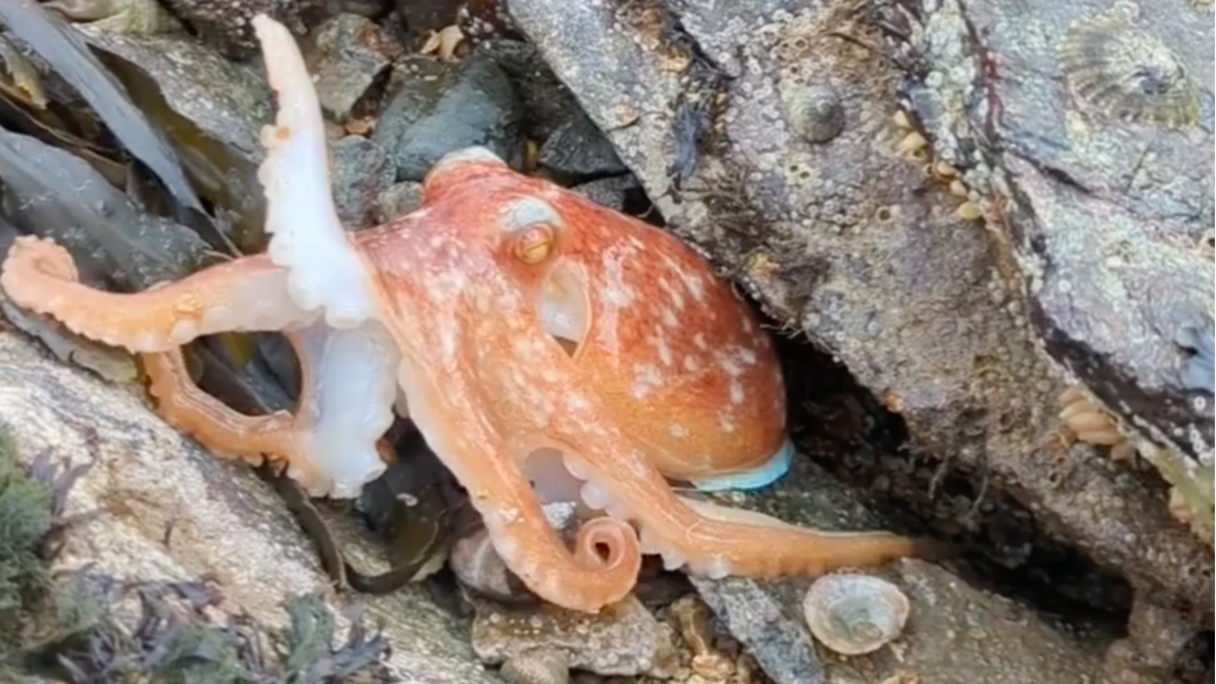 Octopus caught on camera changing its colour from white to bright ...