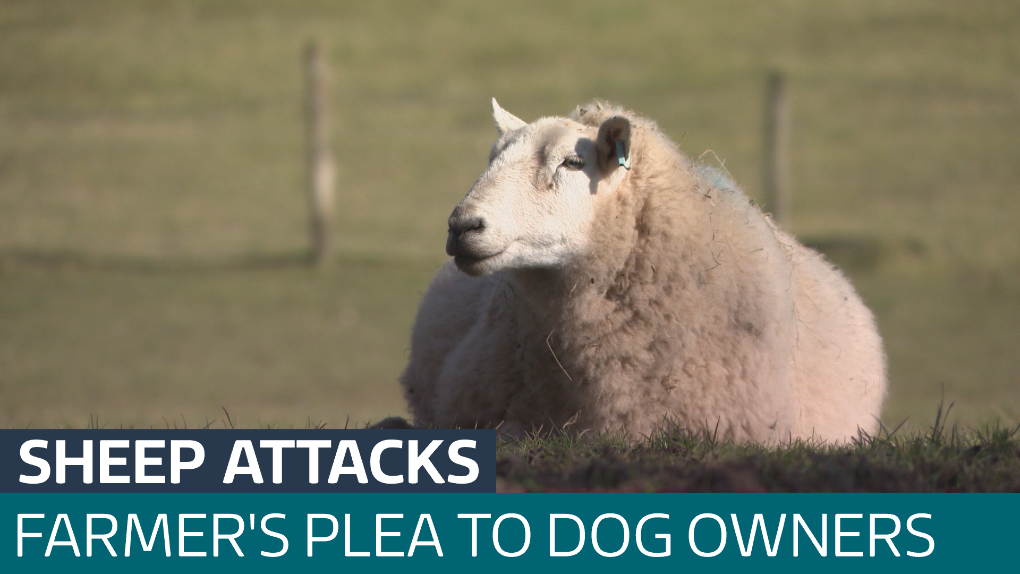 Farmer forced to put down nine sheep after dog attack - Latest From ITV ...