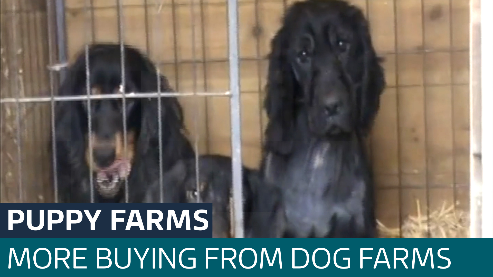 More people buying dogs from puppy farms, new research shows - Latest ...