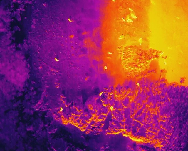 Thermal imagery used for first time to count seal pups on Farne Islands ...