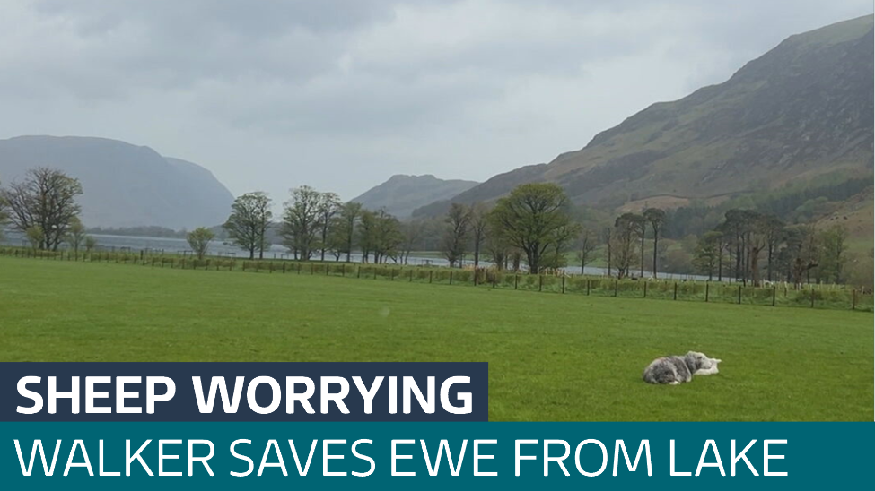 Man dives into action to rescue sheep stranded in Buttermere - Latest ...