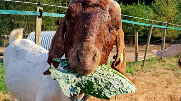 Throwing away your Christmas tree? Give it to the goats, says Sussex ...